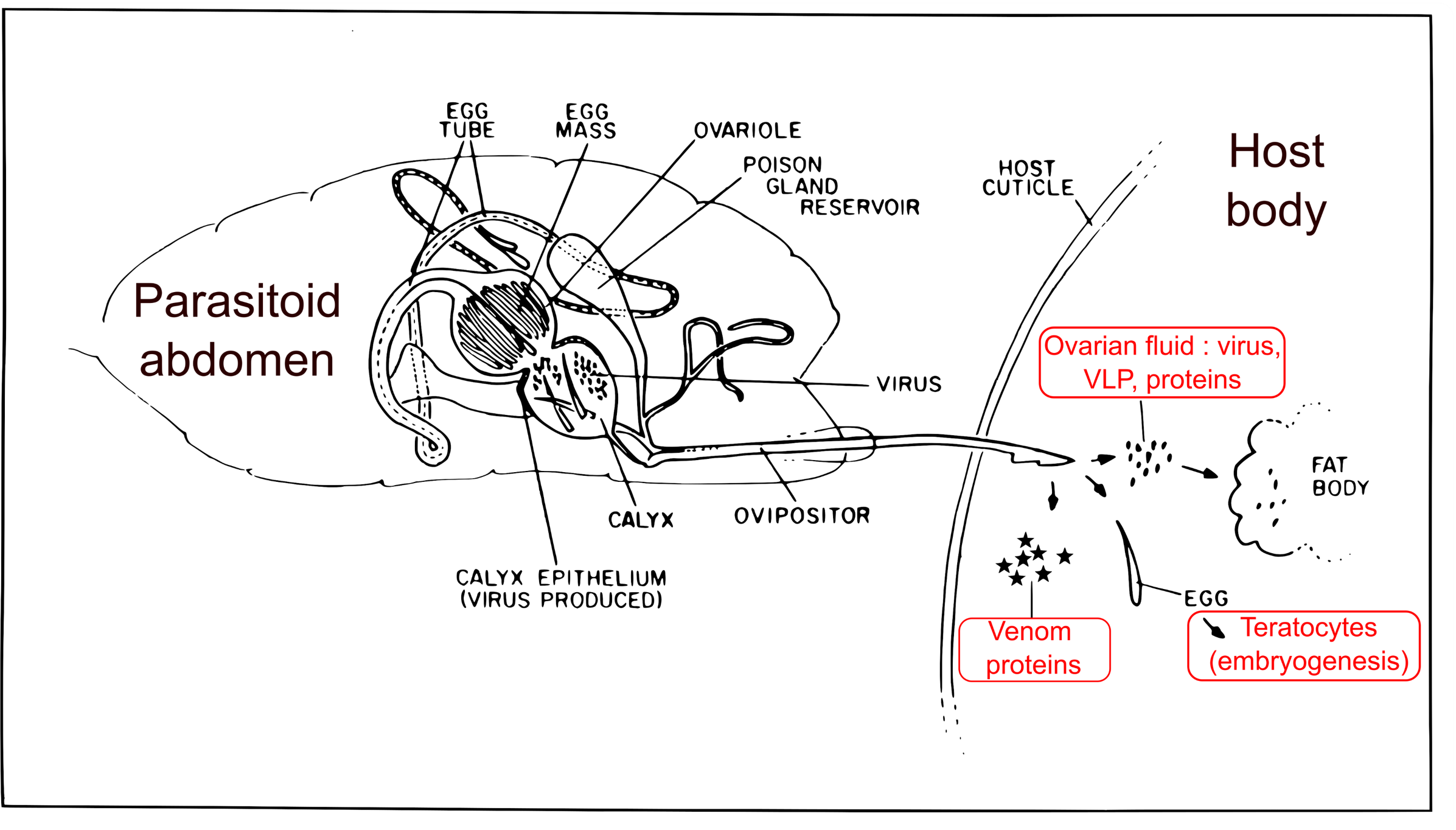Biology of host-parasite interactions – CoteBio