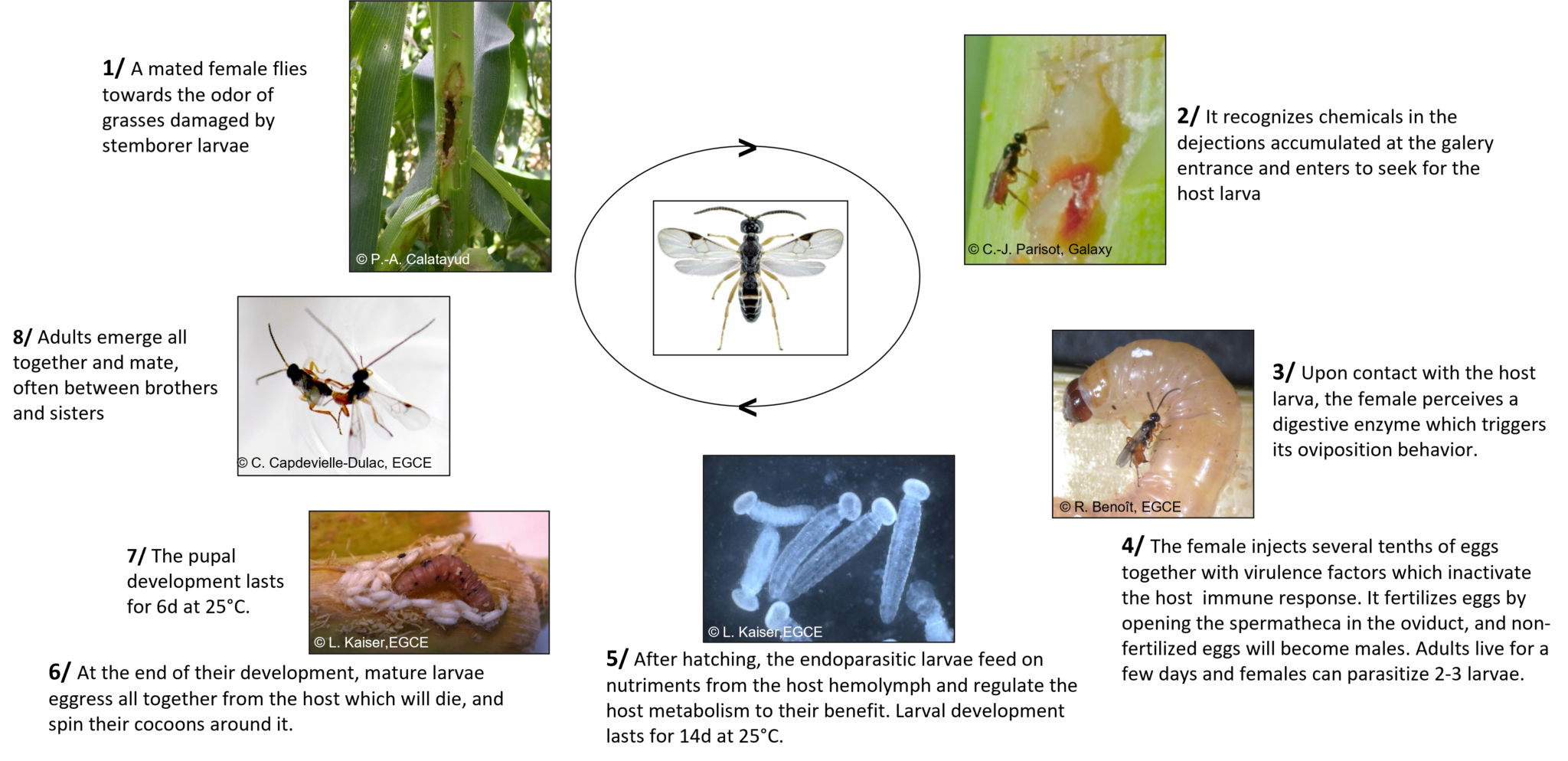 Cotesia typhae – CoteBio
